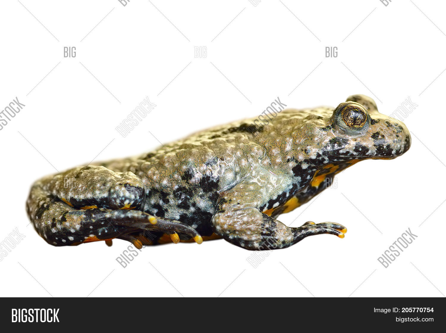 Yellow Bellied Toad Image & Photo (Free Trial) | Bigstock