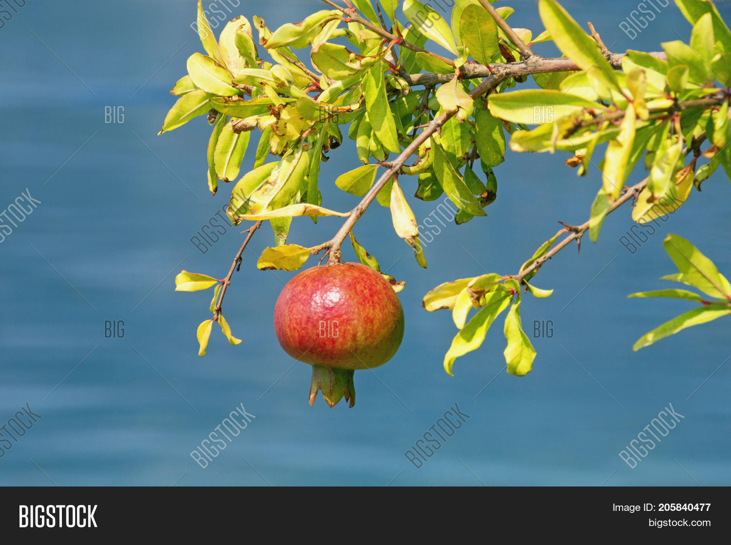 Branch Pomegranate Image & Photo (Free Trial) | Bigstock