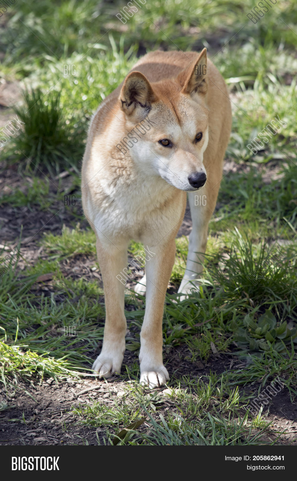Golden Dingo Standing Image & Photo (Free Trial) | Bigstock
