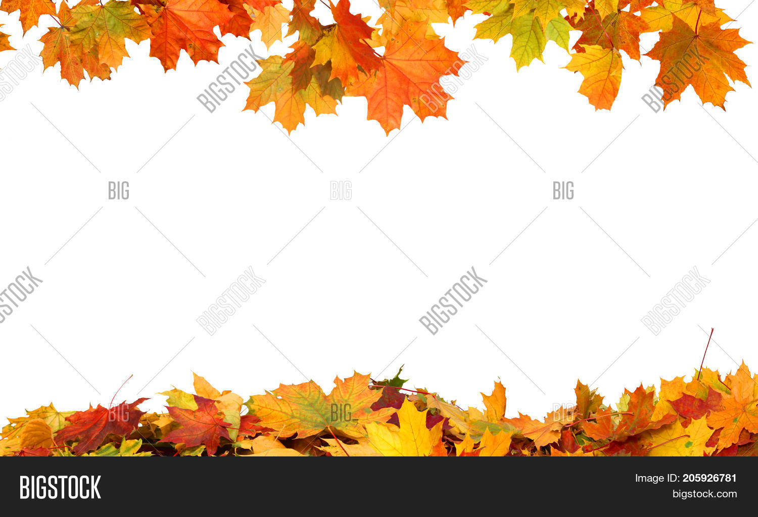 Autumn Falling Maple Image & Photo (Free Trial) | Bigstock
