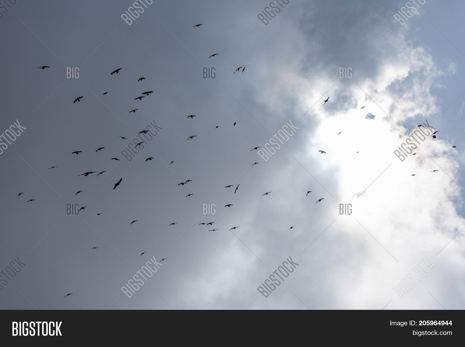 Black Birds Flight Sky Image & Photo (Free Trial) | Bigstock