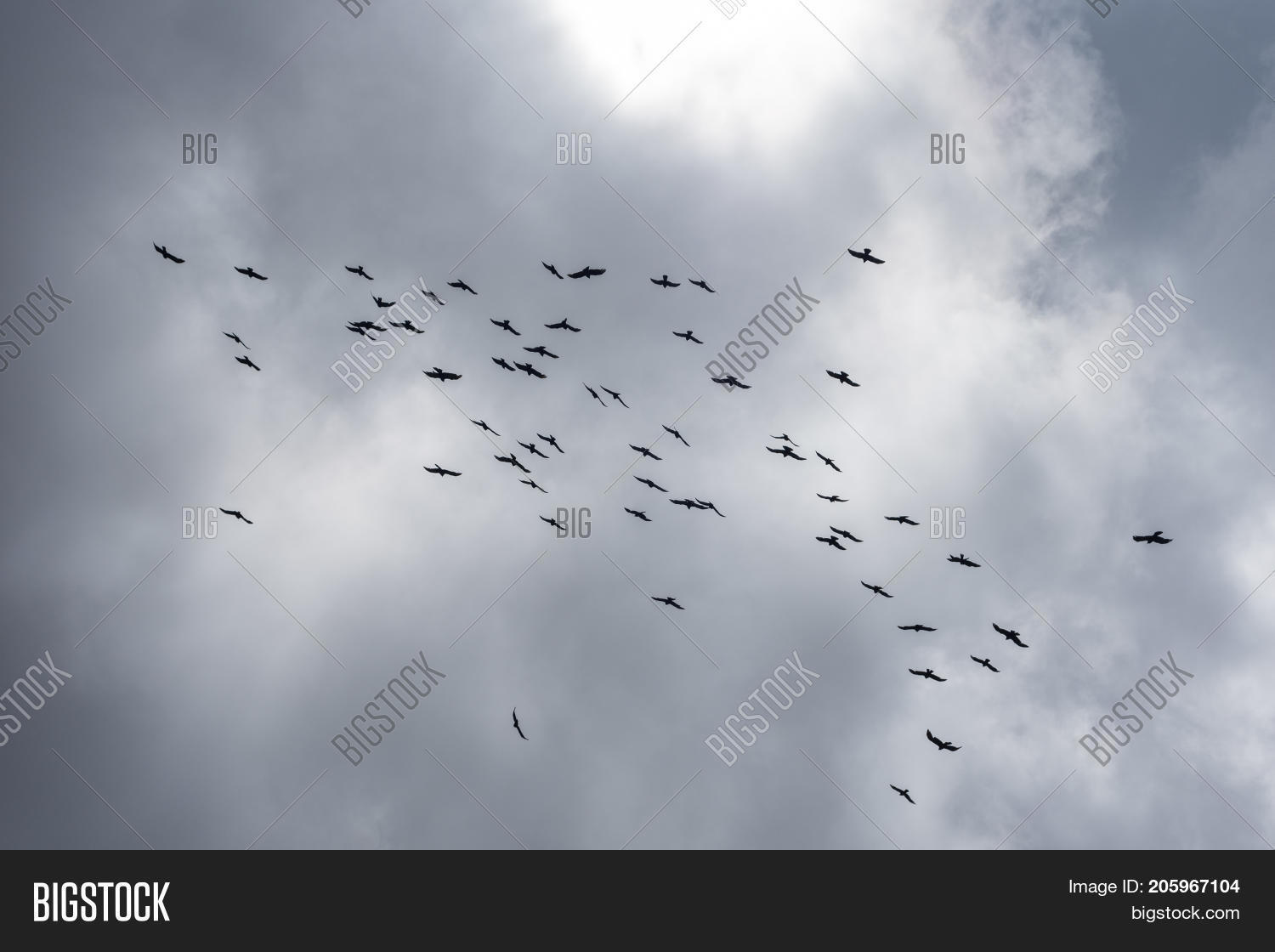 Black Birds Flight Sky Image & Photo (Free Trial) | Bigstock