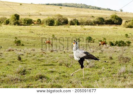 Secretary Bird Walking Image & Photo (Free Trial) | Bigstock