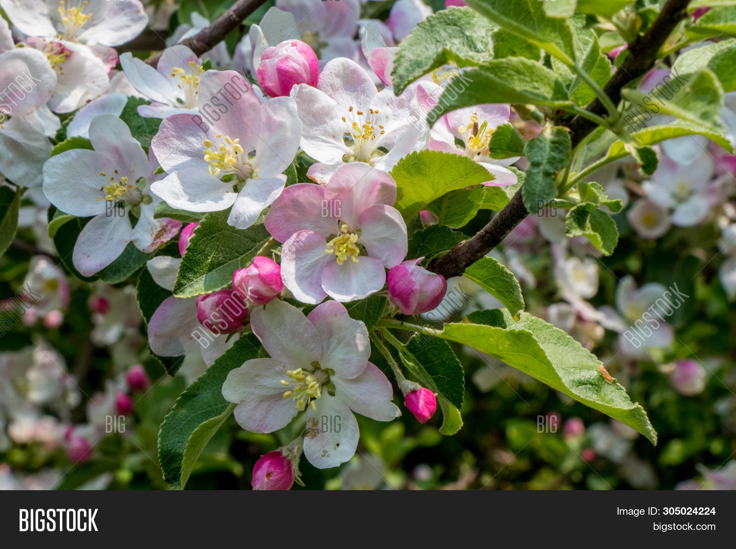 Close Pink Apple Image & Photo (Free Trial) | Bigstock