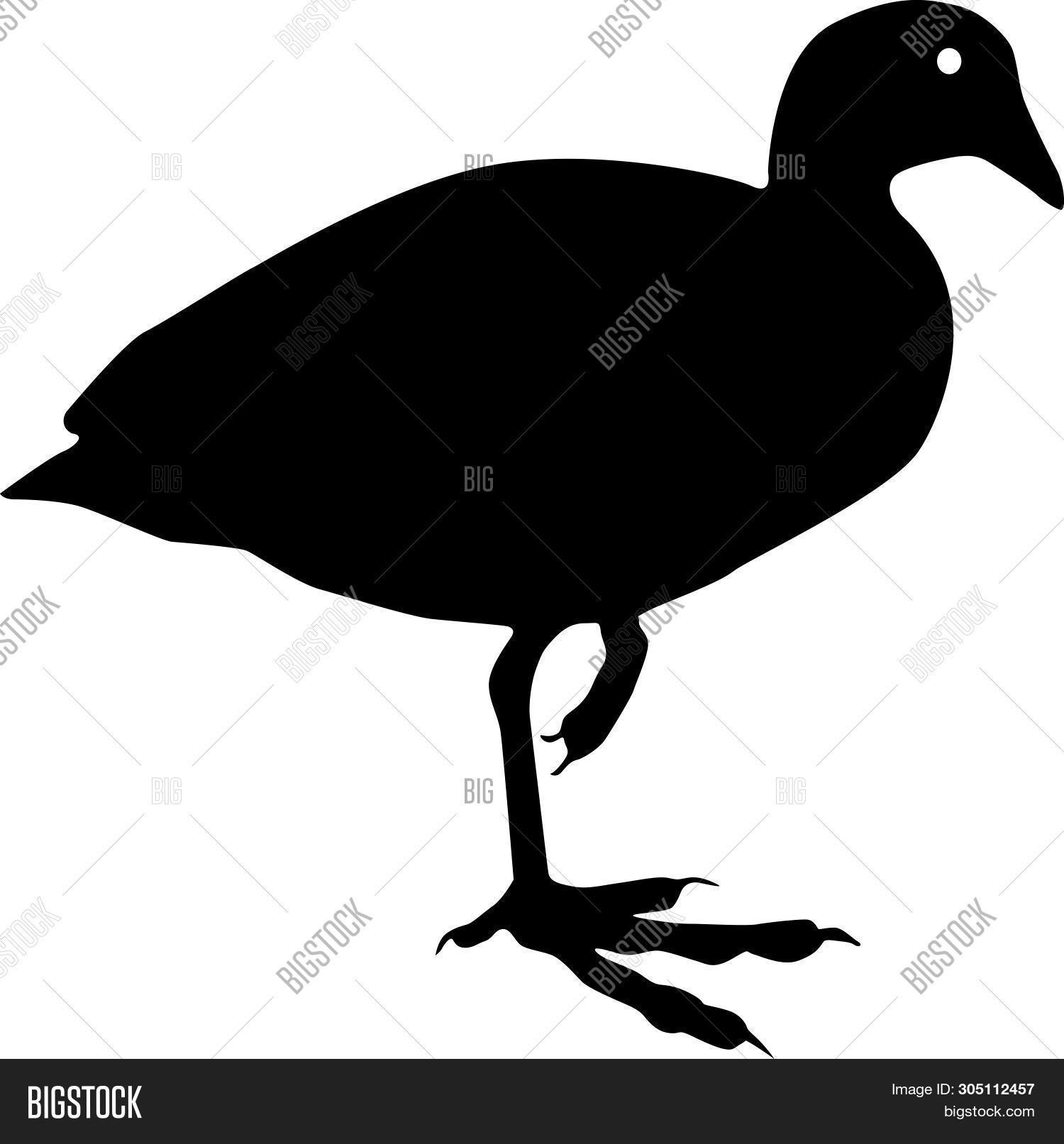 American Coot Black Vector & Photo (Free Trial) | Bigstock