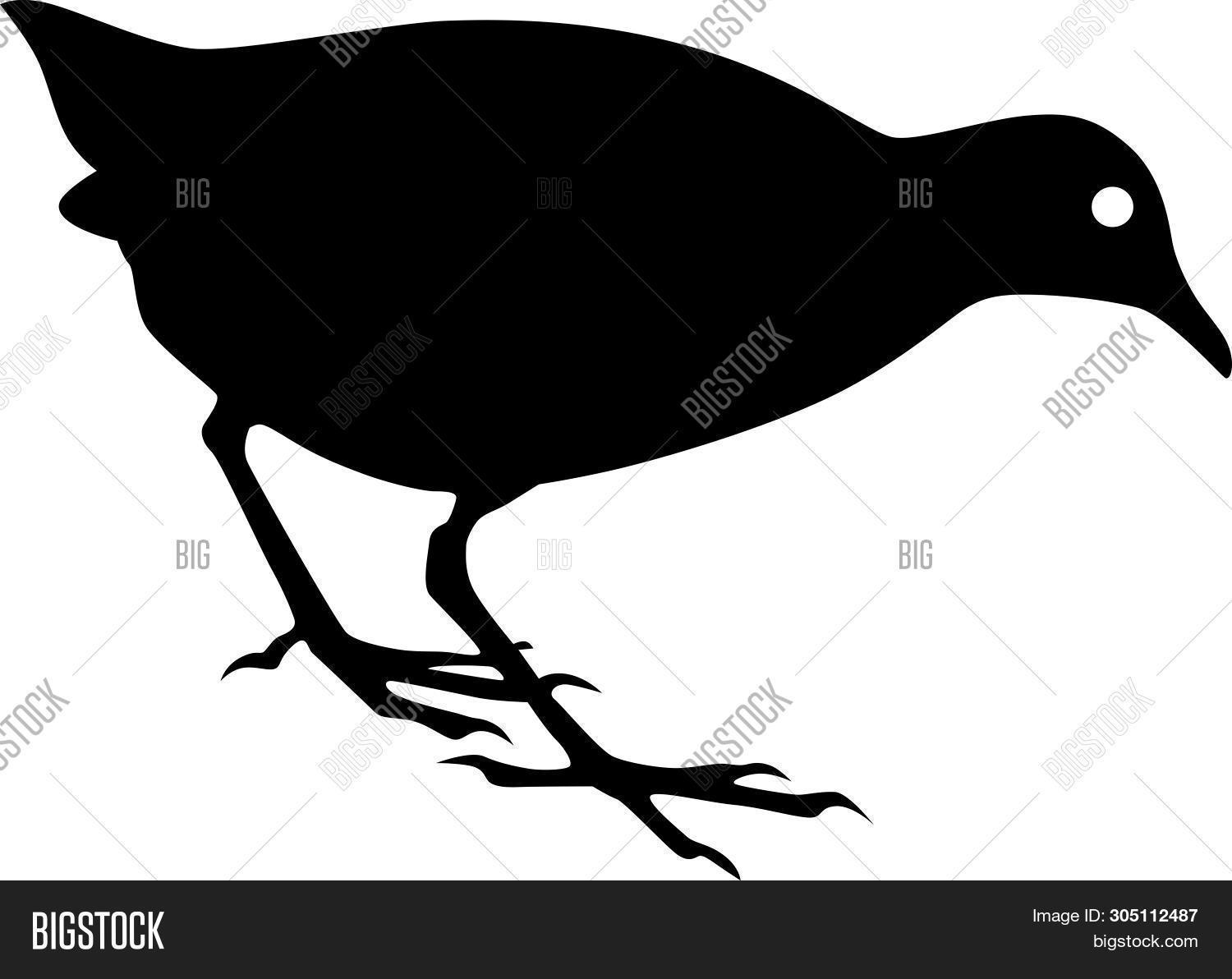 Crake Bird Black Vector & Photo (Free Trial) | Bigstock