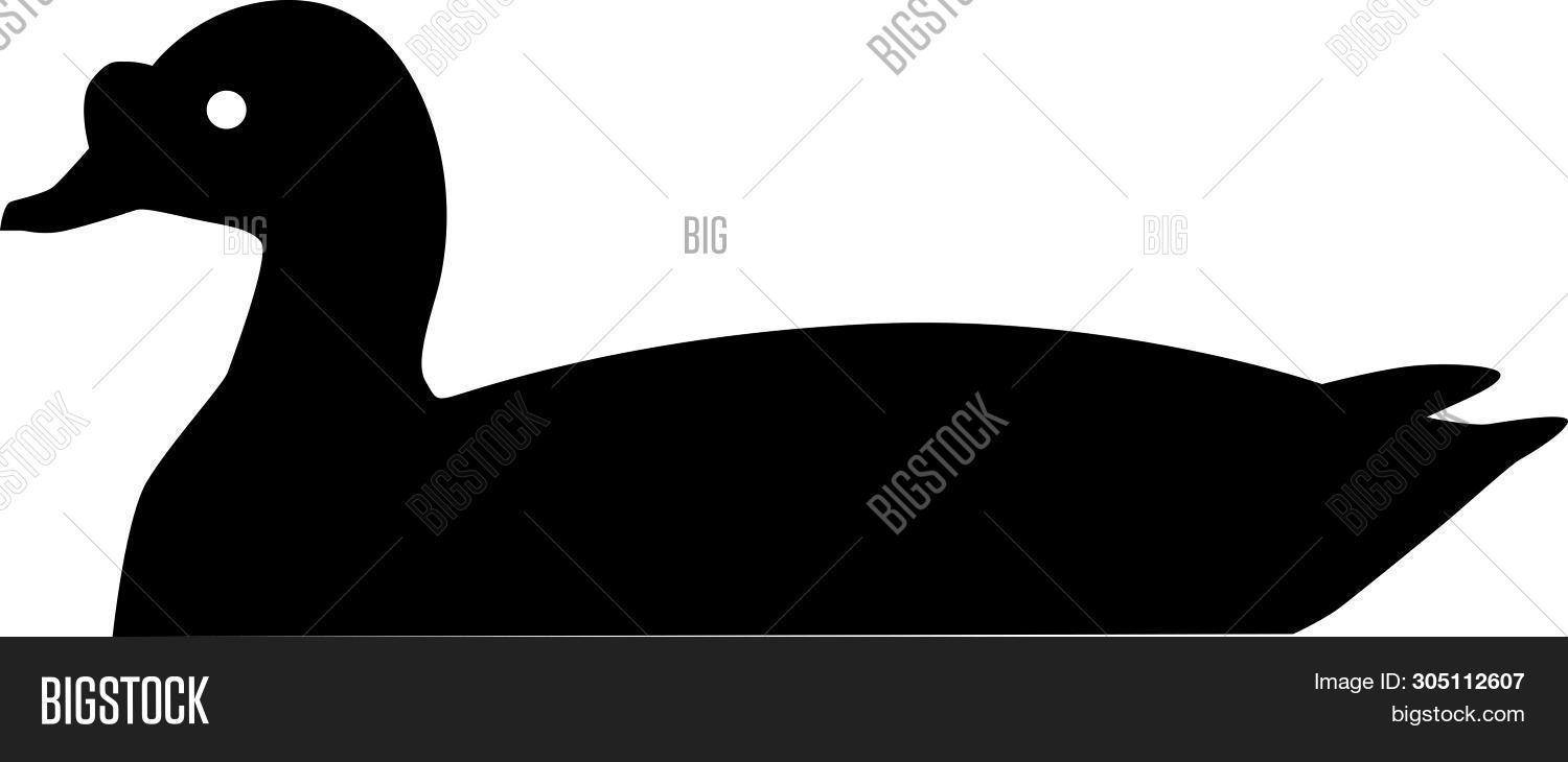Shelduck Water Fowl Vector & Photo (Free Trial) | Bigstock
