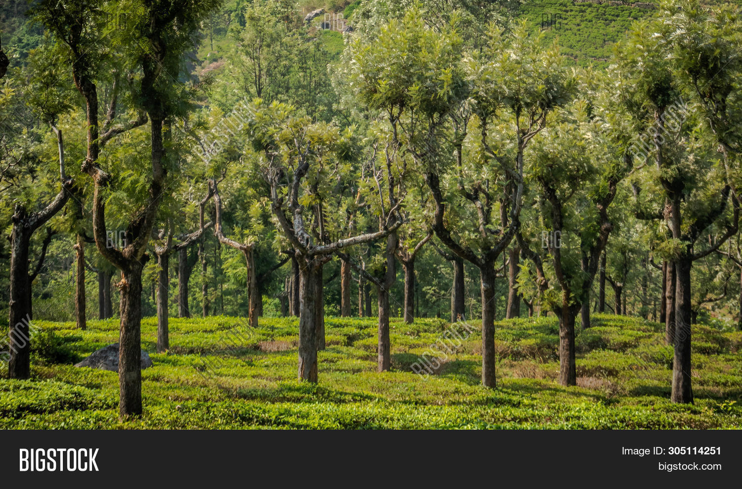 Tea Garden Rubber Tree Image & Photo (Free Trial) | Bigstock