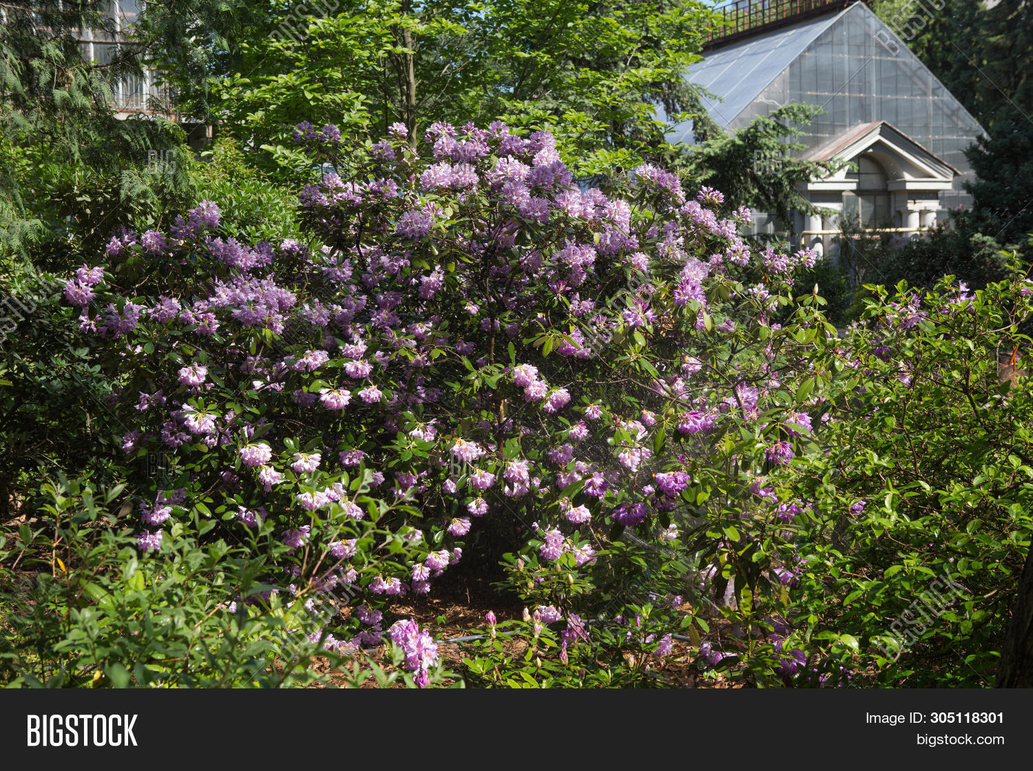 Rhododendron Plants Image & Photo (Free Trial) | Bigstock