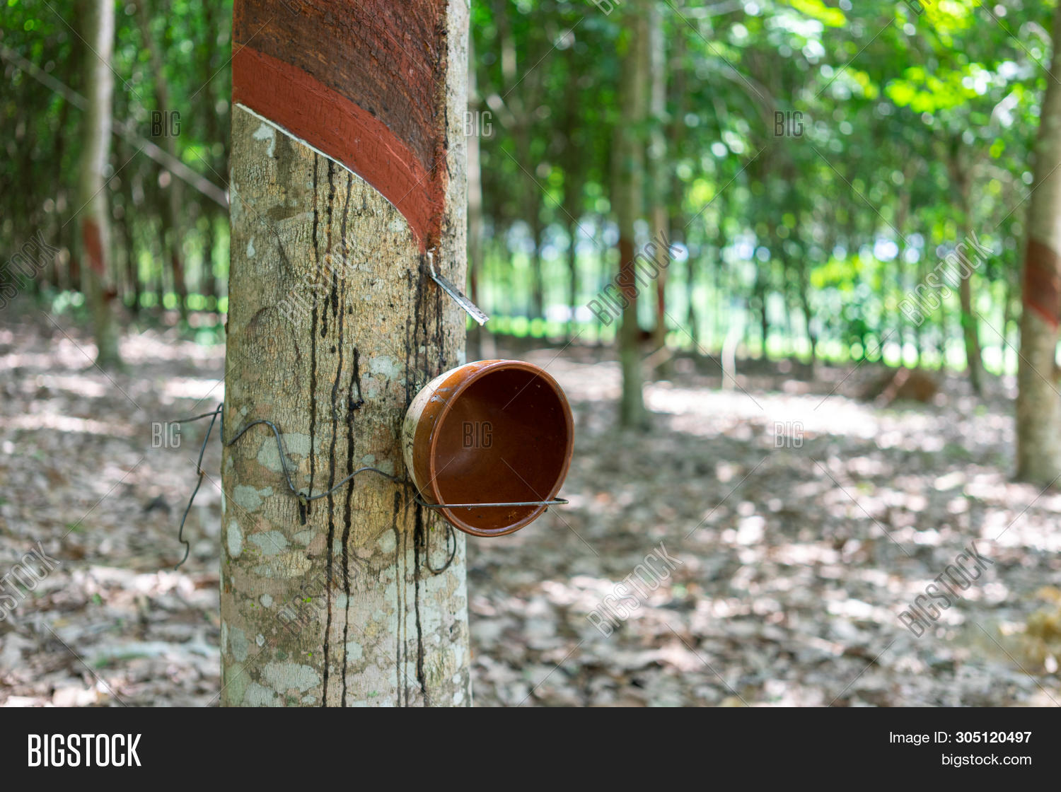 Rubber Tree (hevea Image & Photo (Free Trial) | Bigstock