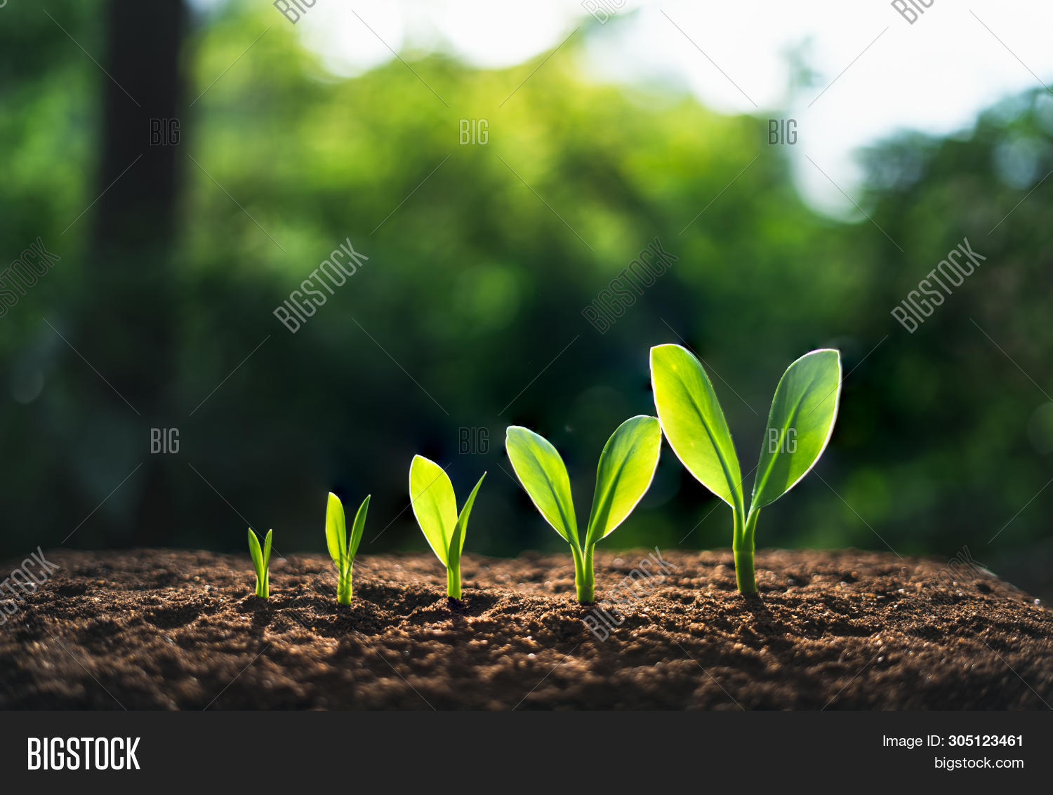 Tree Growth Natural Image & Photo (Free Trial) | Bigstock