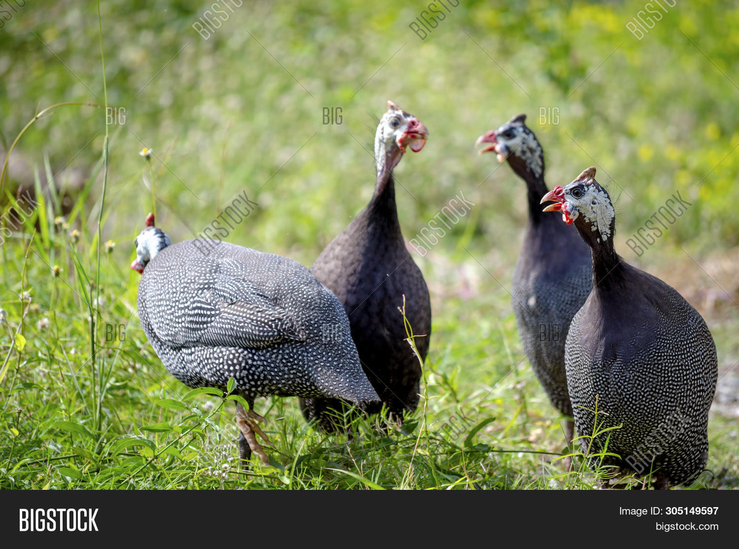 Four Helmeted Guinea Image & Photo (Free Trial) | Bigstock