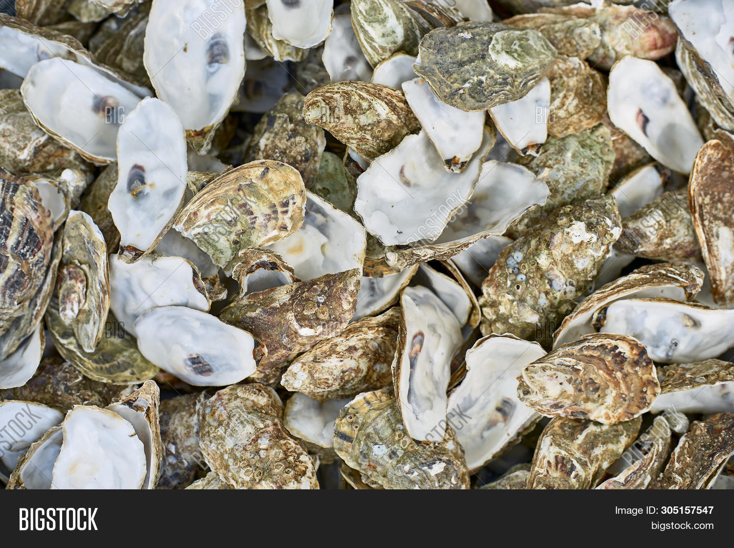 Oyster Shells Top View Image & Photo (Free Trial) | Bigstock