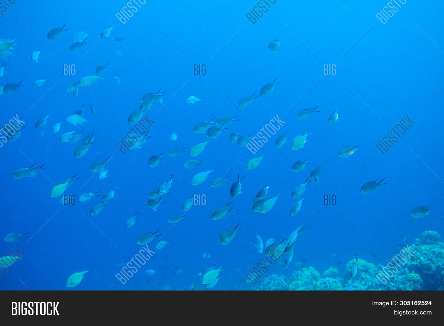 Tropical Fish Blue Sea Image & Photo (Free Trial) | Bigstock