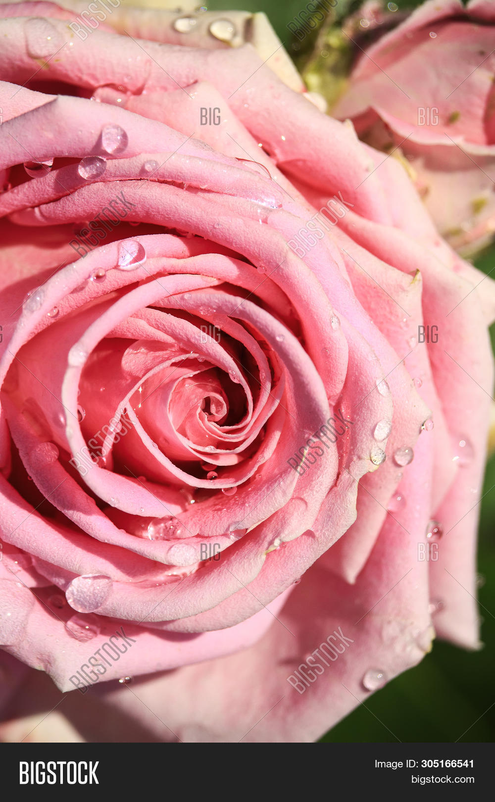Sweet Pink Rose Soft Image & Photo (Free Trial) | Bigstock