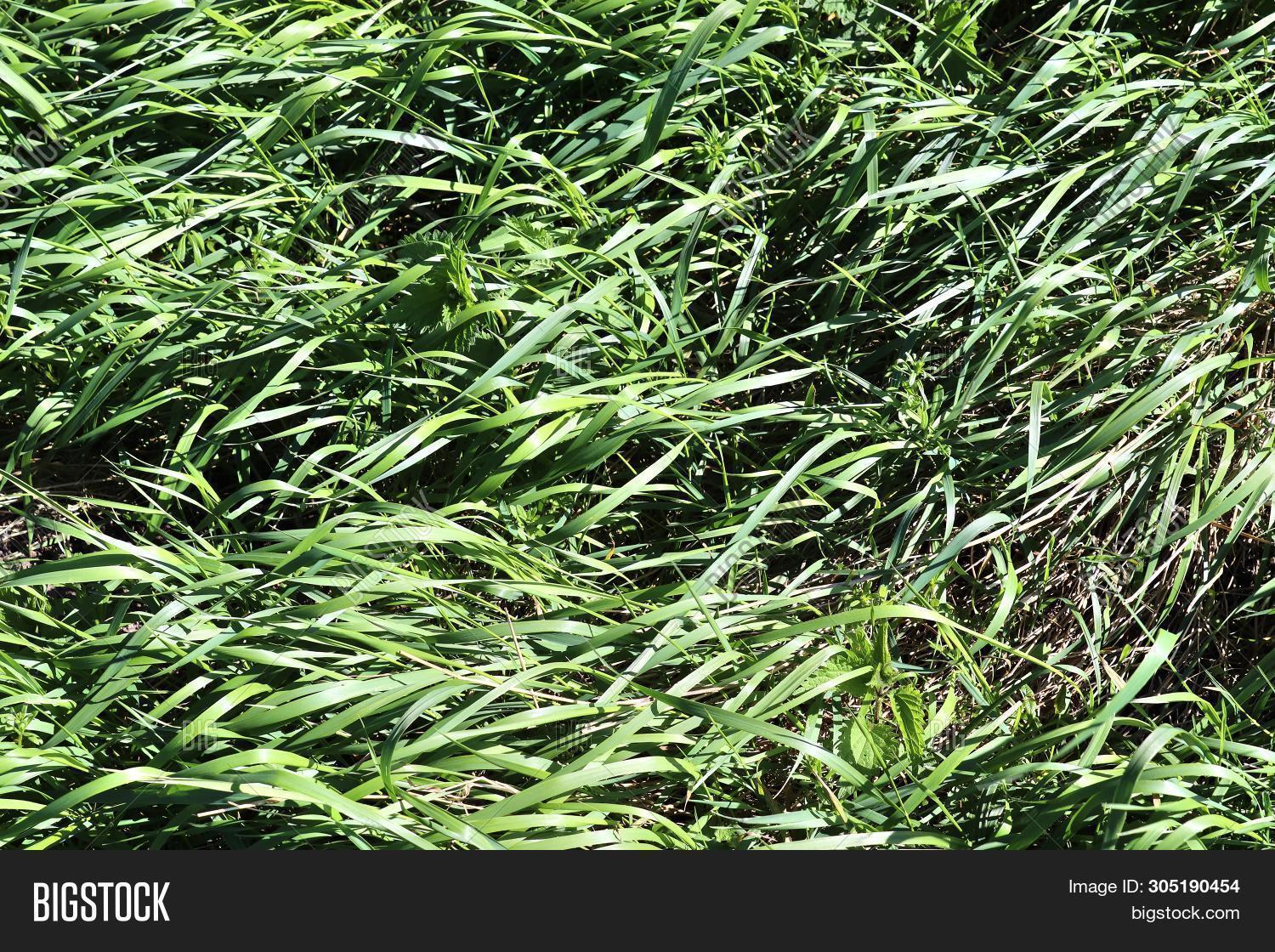 Detailed Close View On Image & Photo (Free Trial) | Bigstock