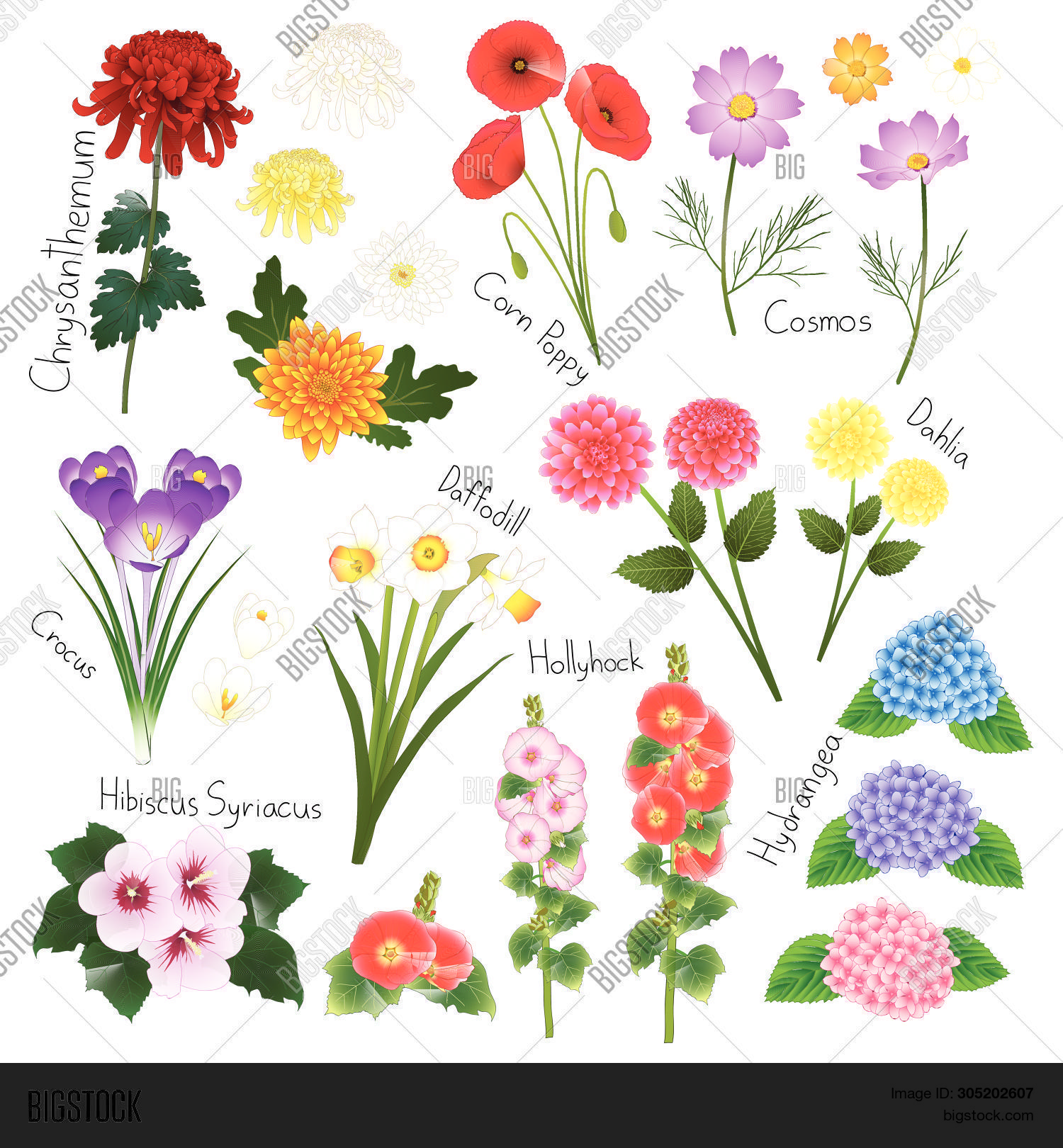 Flower Set 2. Flora Vector & Photo (Free Trial) | Bigstock