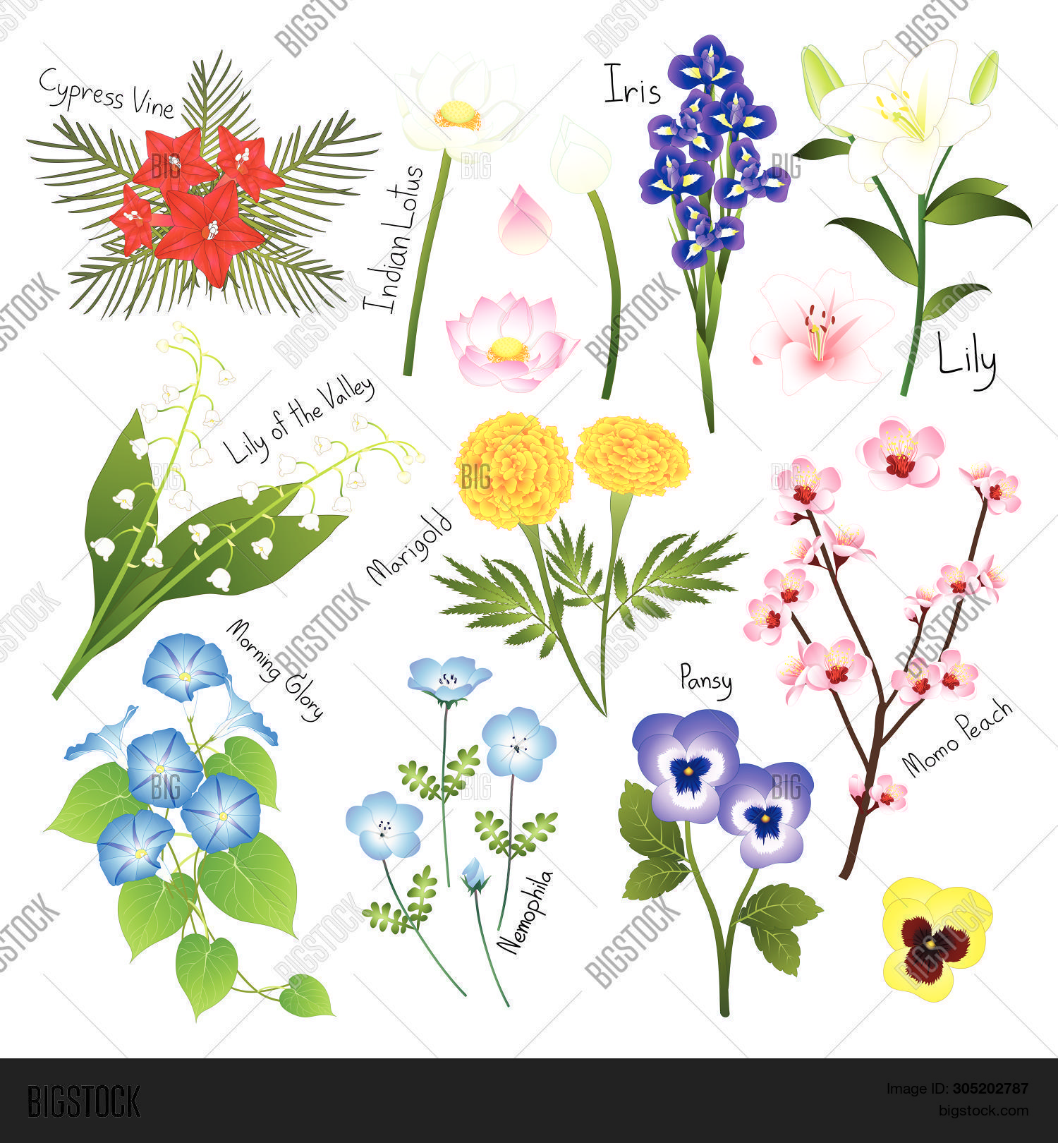 Flower Set 3. Flora Vector & Photo (Free Trial) | Bigstock