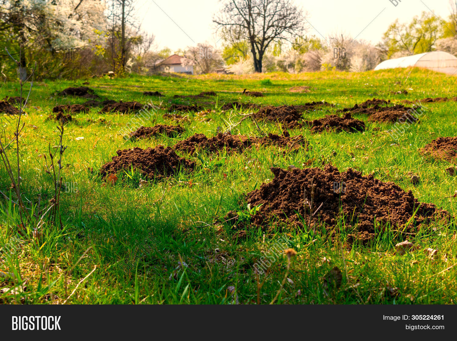 Destroyed Grass Lawn Image & Photo (Free Trial) | Bigstock