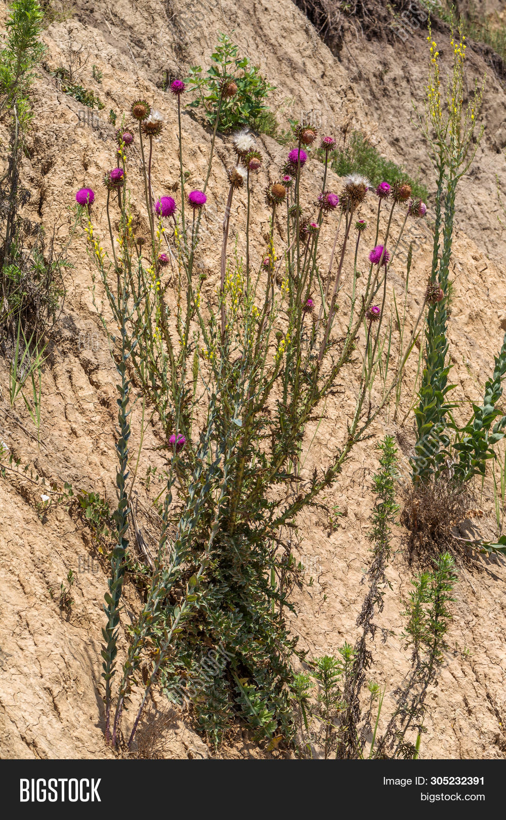 Beautiful Flower Image & Photo (Free Trial) | Bigstock