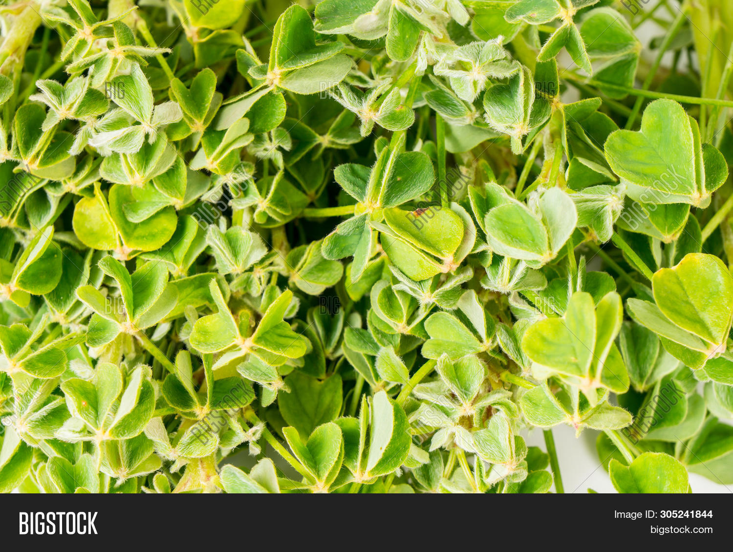 Organic Edible Herb Image & Photo (Free Trial) | Bigstock