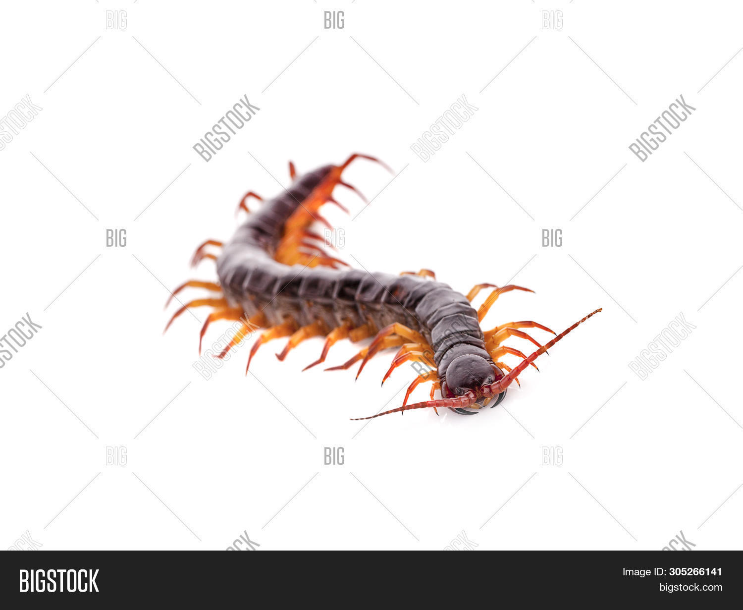Centipede Insect Image & Photo (Free Trial) | Bigstock