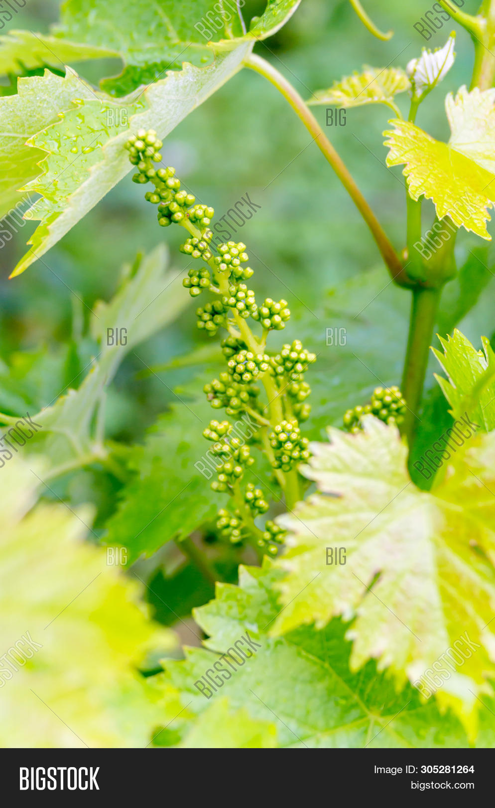 Grape Flower Buds, Image & Photo (Free Trial) | Bigstock