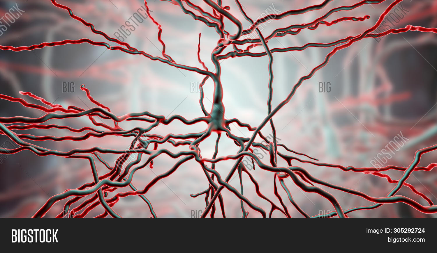 Pyramidal Neurons, Image & Photo (Free Trial) | Bigstock