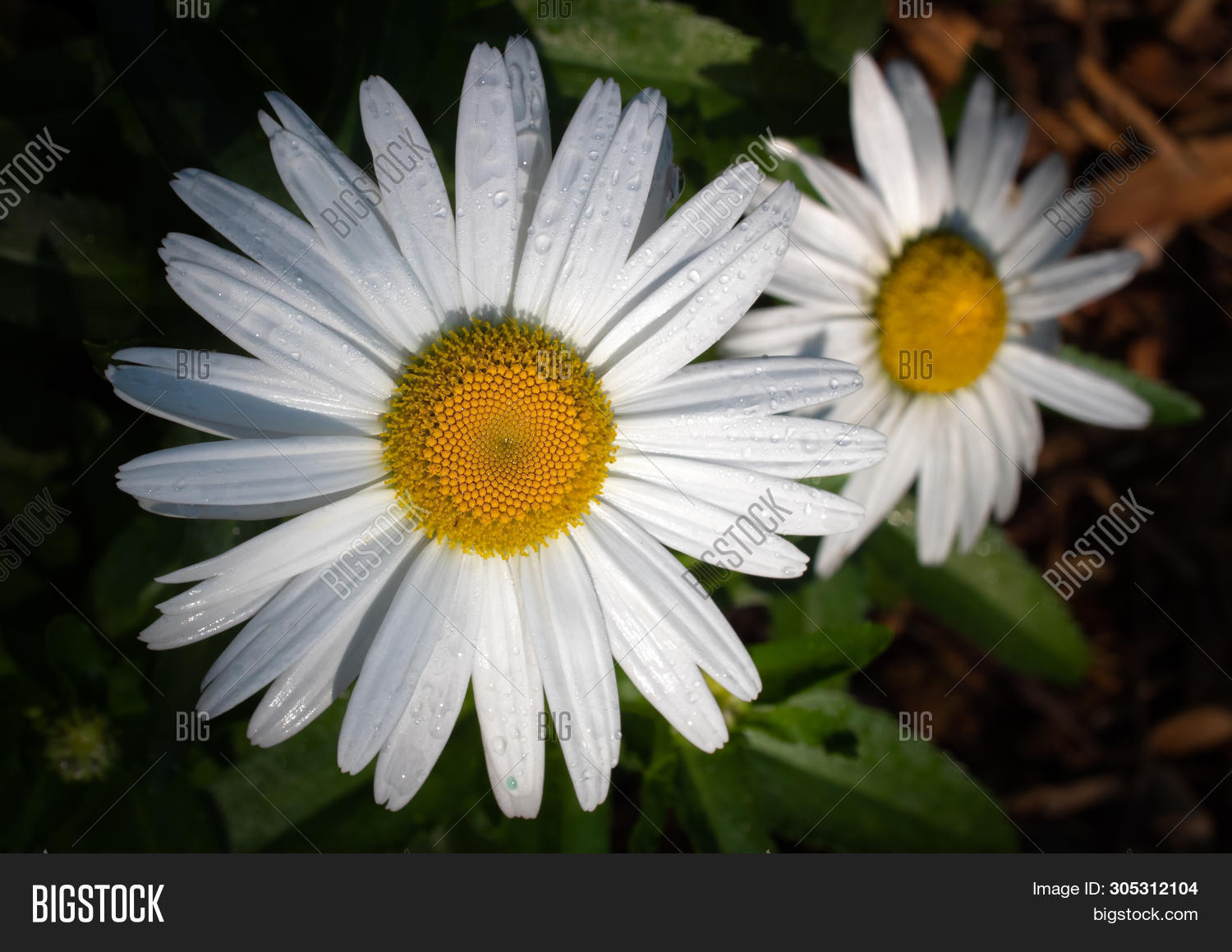 Two Sunlit Daisy Image & Photo (Free Trial) | Bigstock