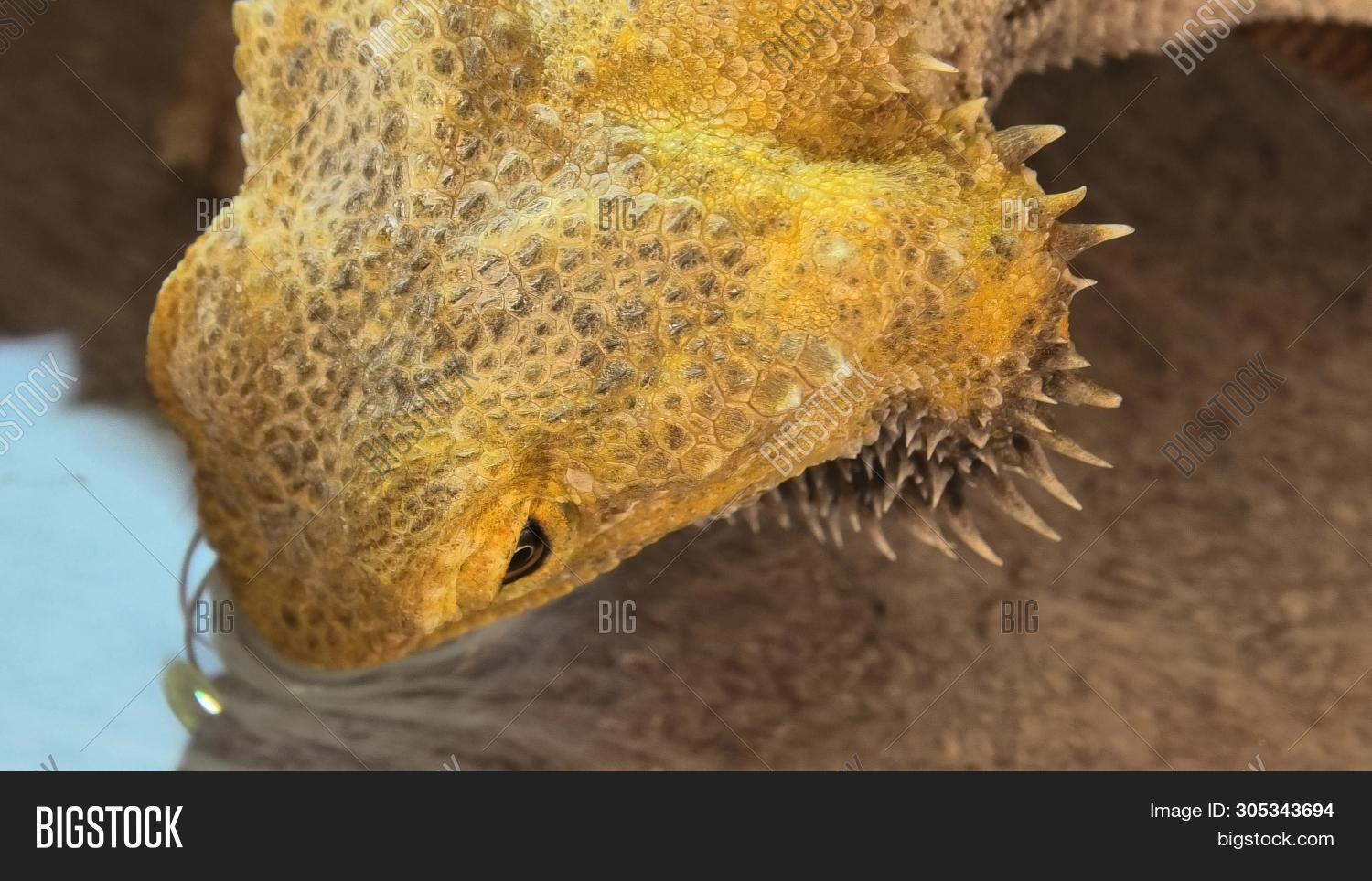 Close Pogona Vitticeps Image & Photo (Free Trial) | Bigstock