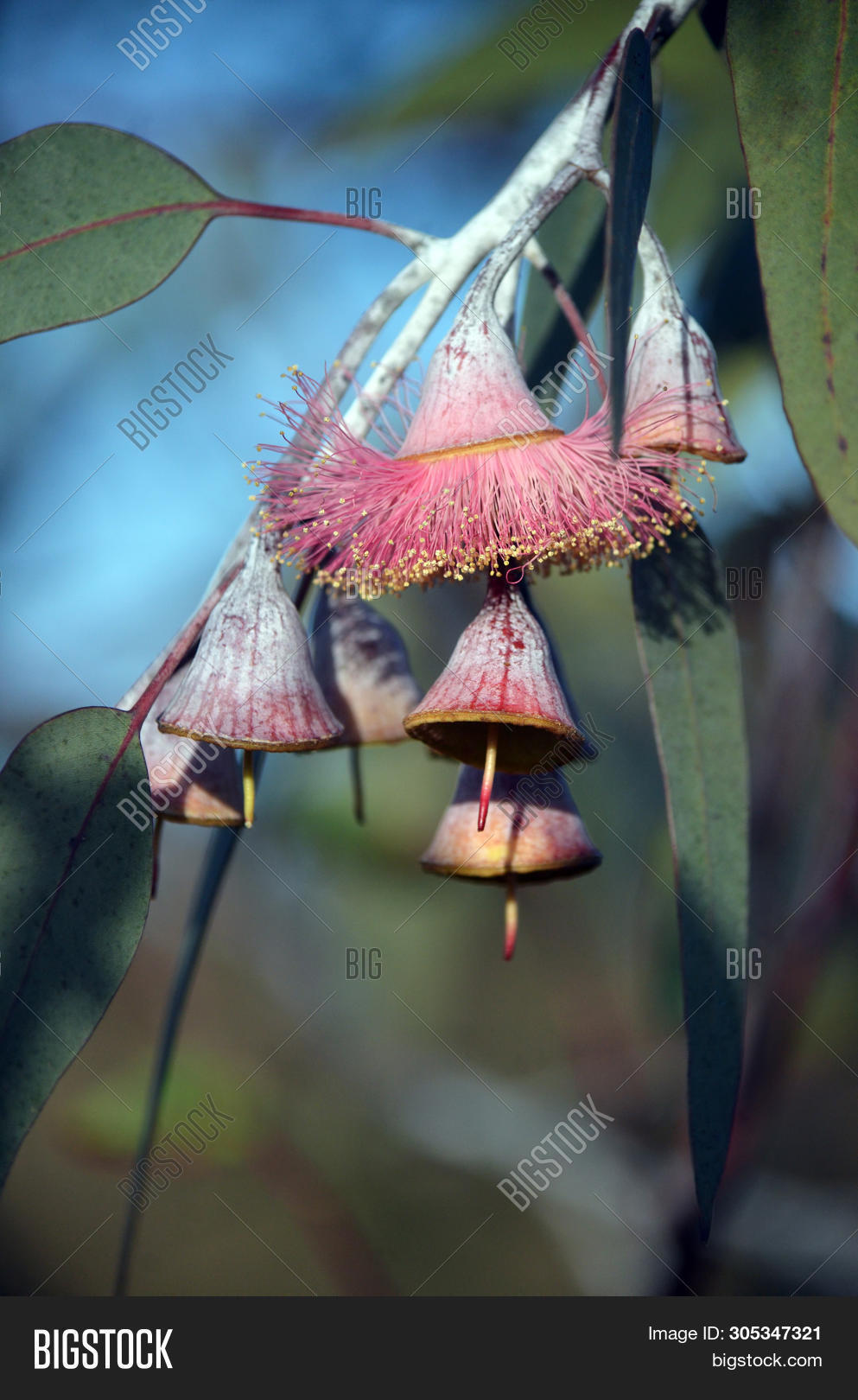Pink Blossom Gum Nuts Image & Photo (Free Trial) | Bigstock