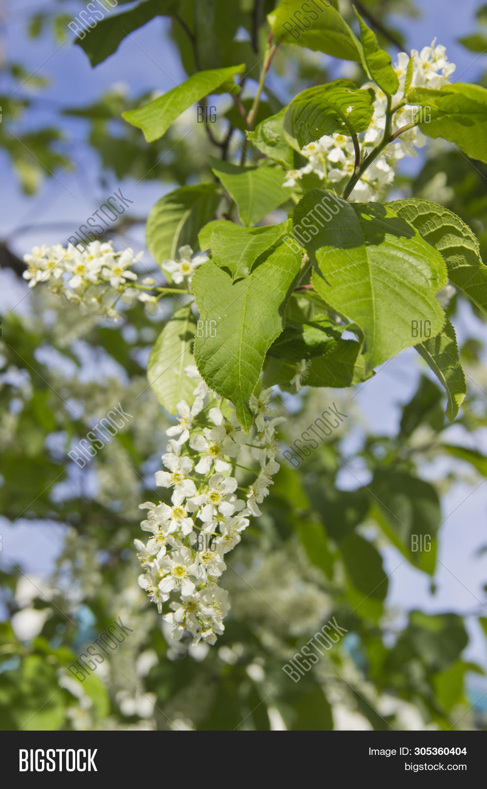 Prunus Padus Species Image & Photo (Free Trial) | Bigstock