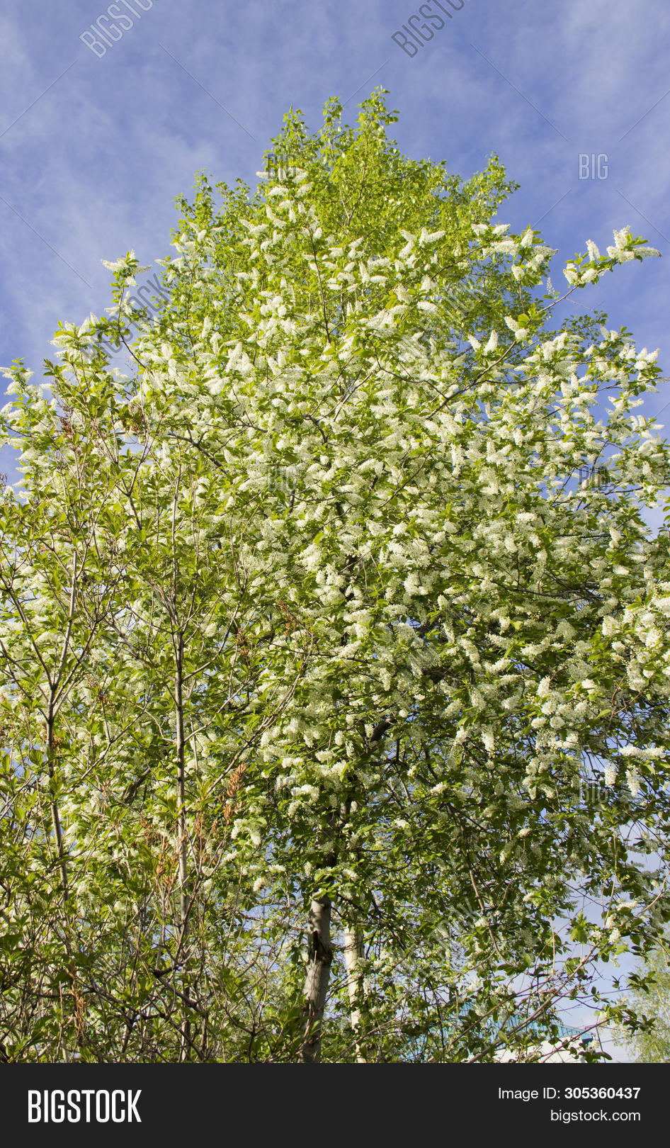 Prunus Padus Species Image & Photo (Free Trial) | Bigstock