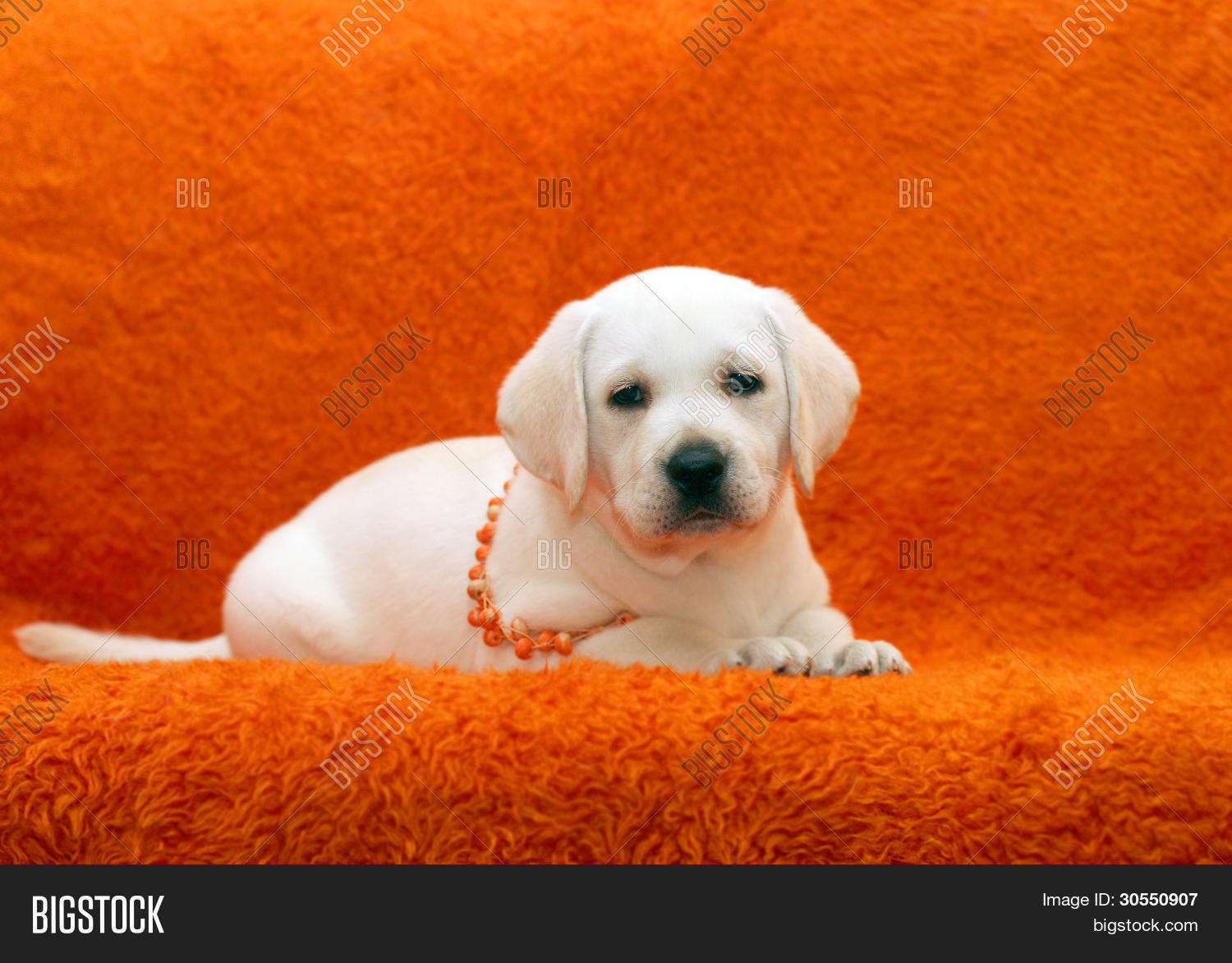 Funny Yellow Labrador Image & Photo (Free Trial) | Bigstock