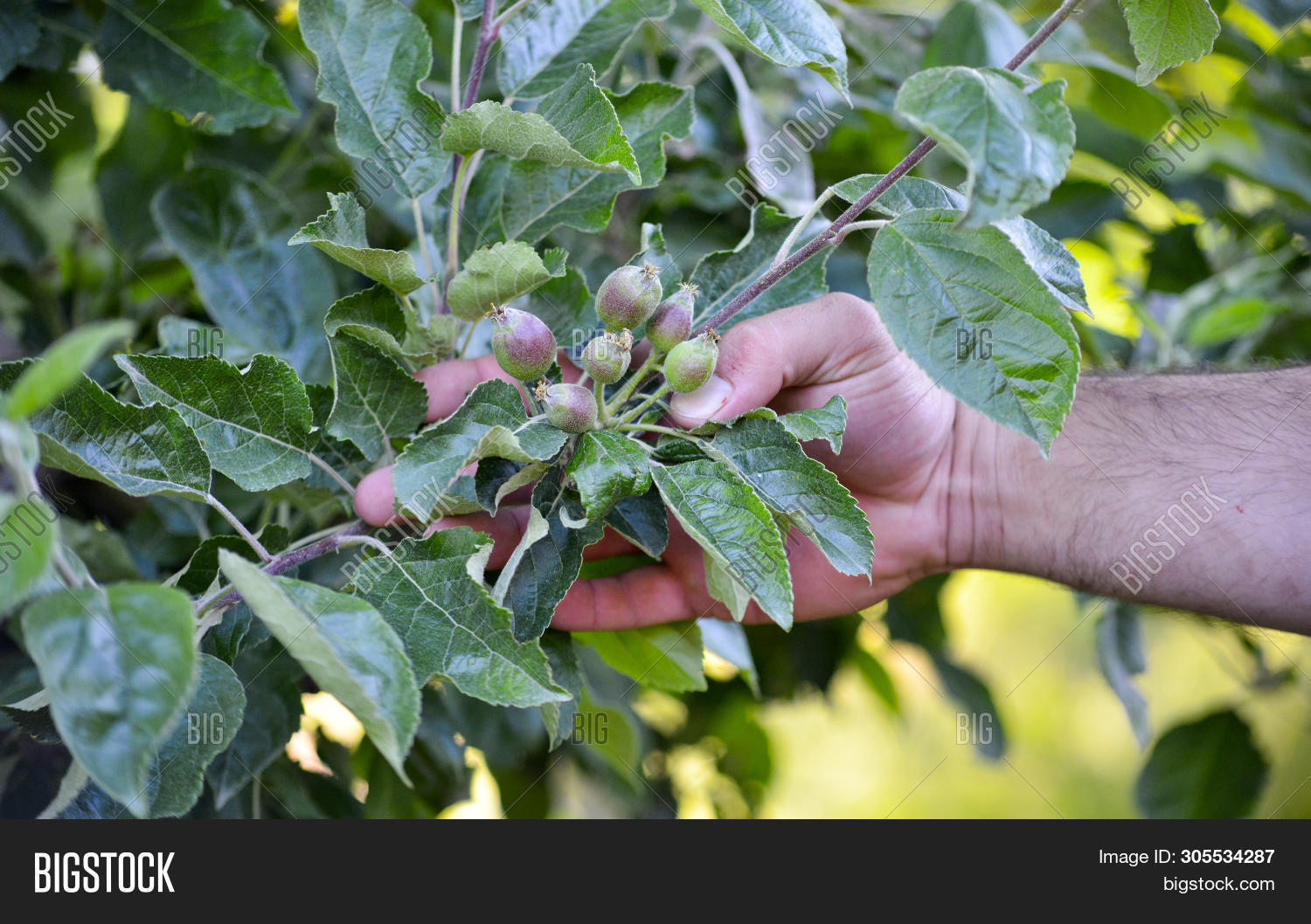Ovary Fruit Apple. Image & Photo (Free Trial) | Bigstock