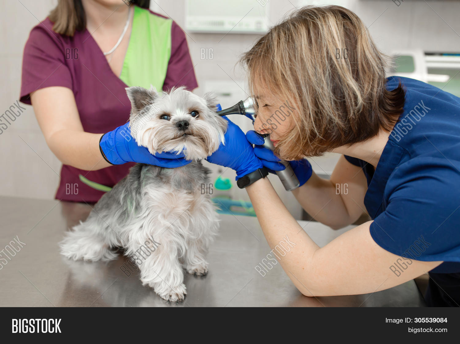 Beautiful Vet Doctor Image & Photo (Free Trial) | Bigstock