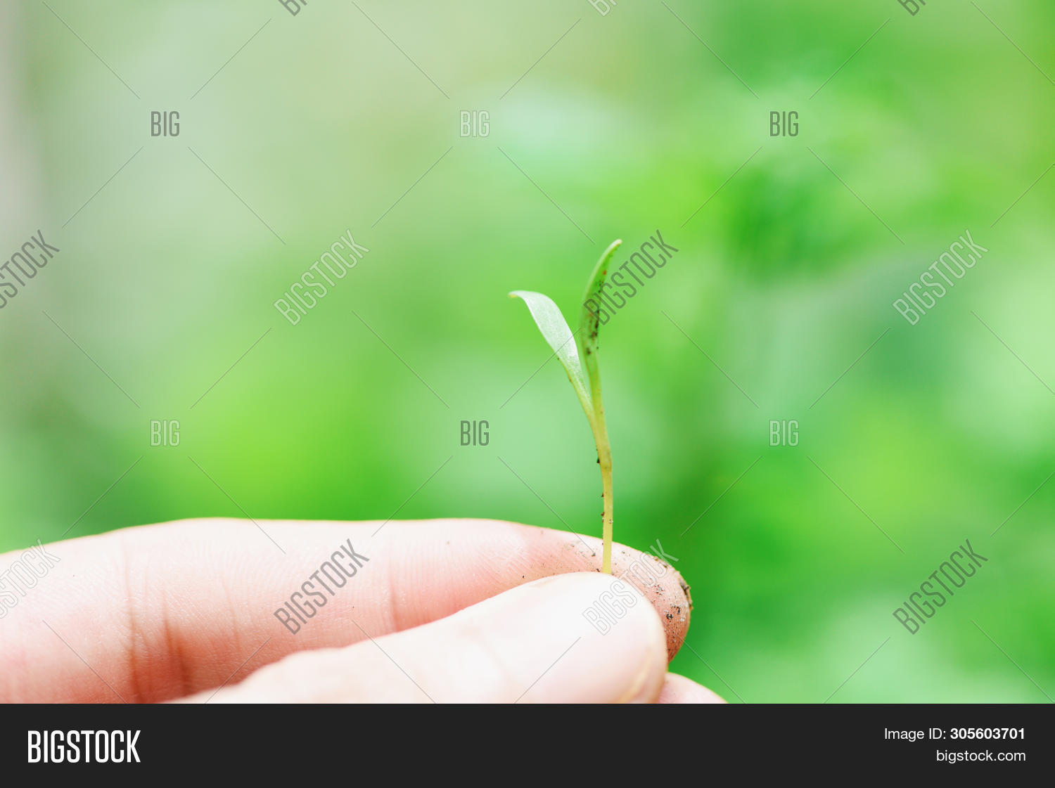 Hand Holding Sapling Image & Photo (Free Trial) | Bigstock