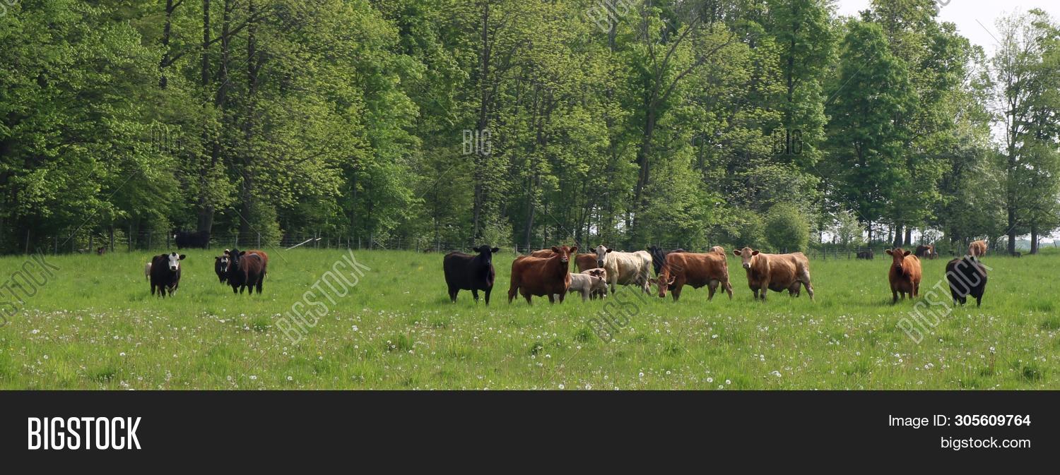 Herd Variety Breeds Image & Photo (Free Trial) | Bigstock