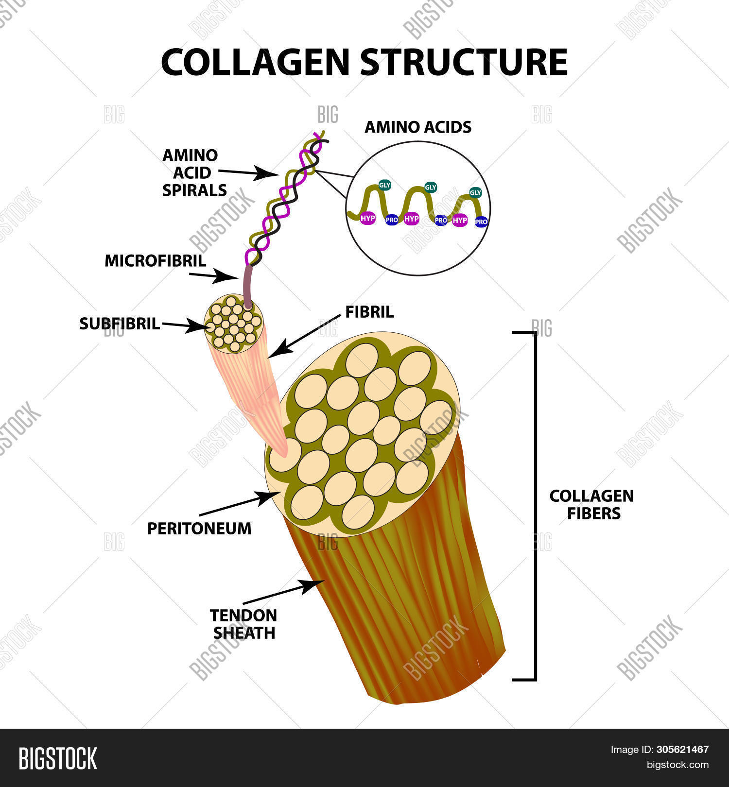 Collagen Structure. Image & Photo (Free Trial) | Bigstock