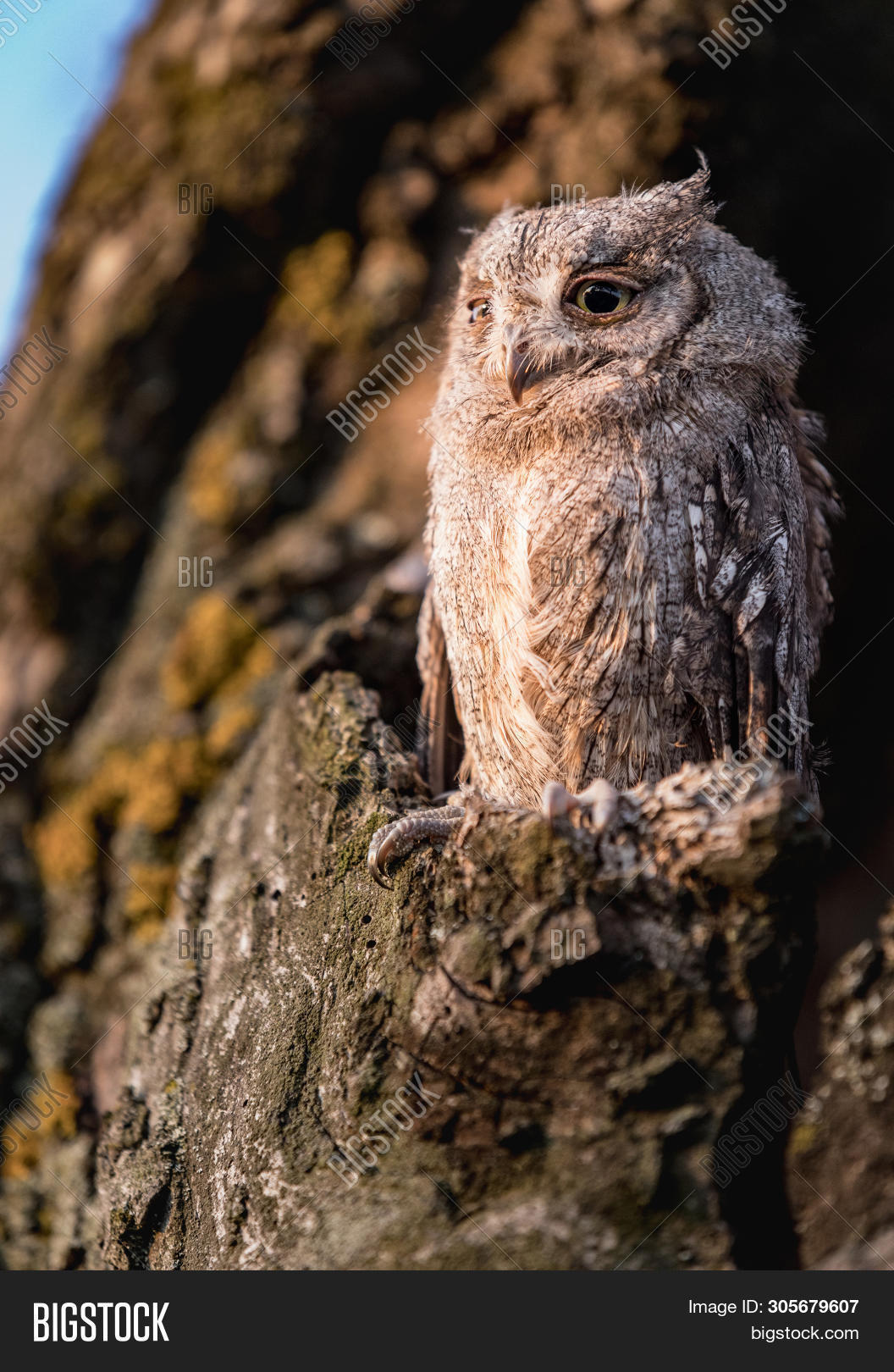 Small Scops Owl Tree Image & Photo (Free Trial) | Bigstock