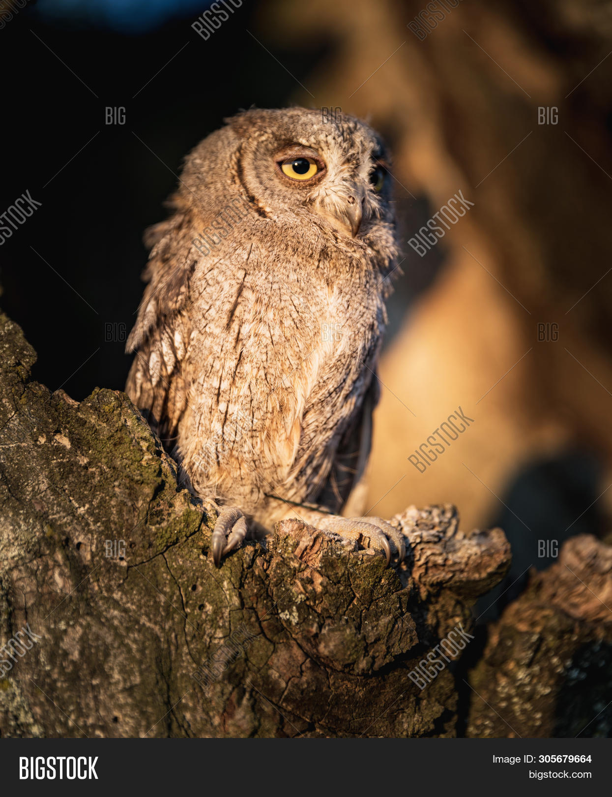 Small Scops Owl Tree Image & Photo (Free Trial) | Bigstock