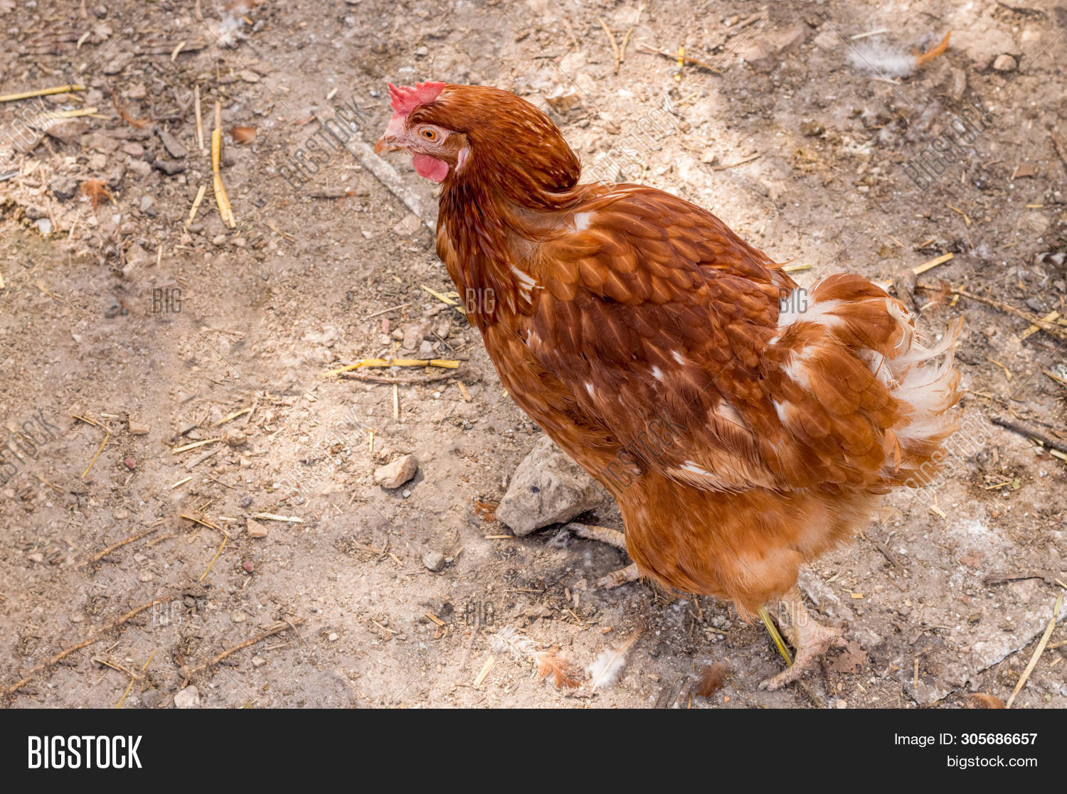 Free Range Red Hen Image & Photo (Free Trial) | Bigstock