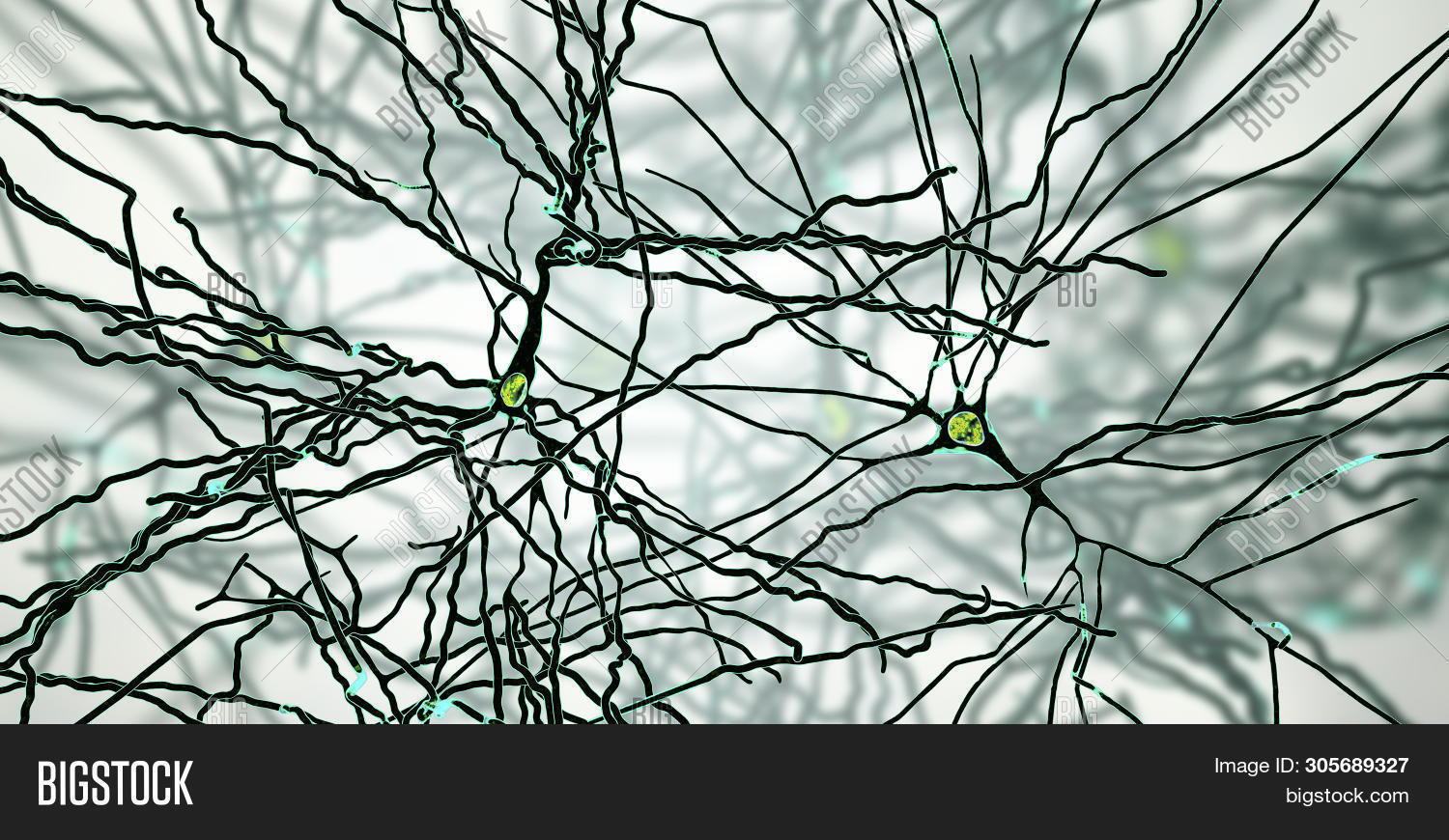 Pyramidal Neurons, Image & Photo (Free Trial) | Bigstock