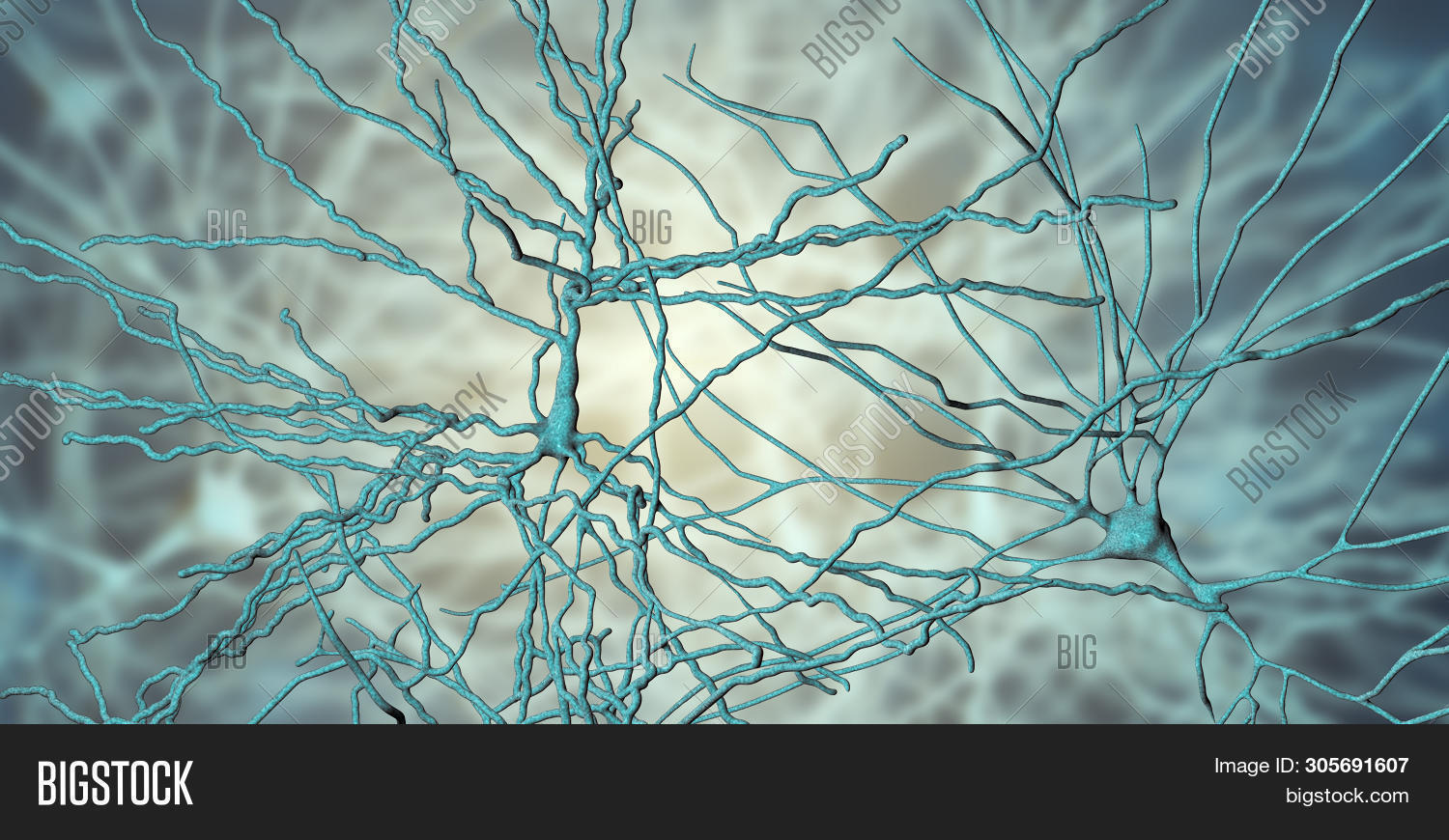Pyramidal Neurons, Image & Photo (Free Trial) | Bigstock