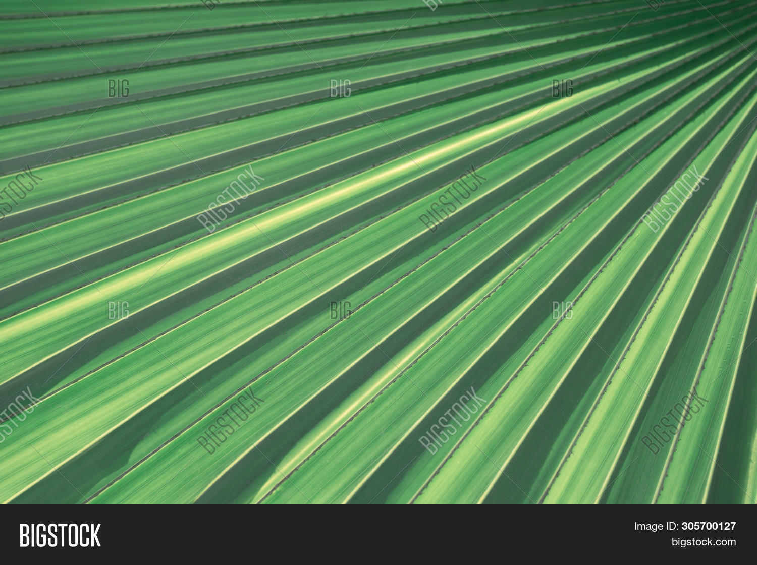 Palm Leaves Texture Image & Photo (Free Trial) | Bigstock