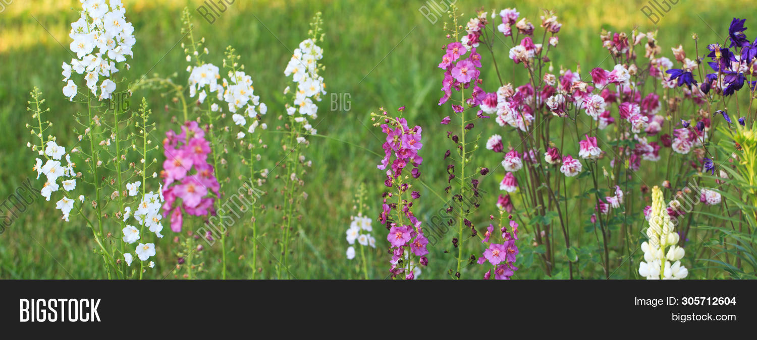 Beautiful Meadow Field Image & Photo (Free Trial) | Bigstock