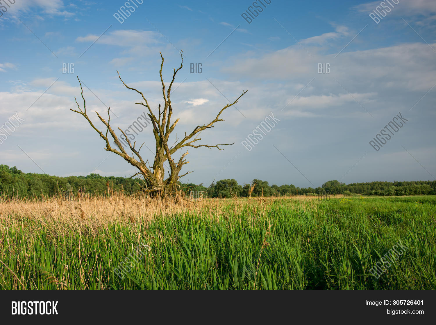 Old Dead Tree Standing Image & Photo (Free Trial) | Bigstock