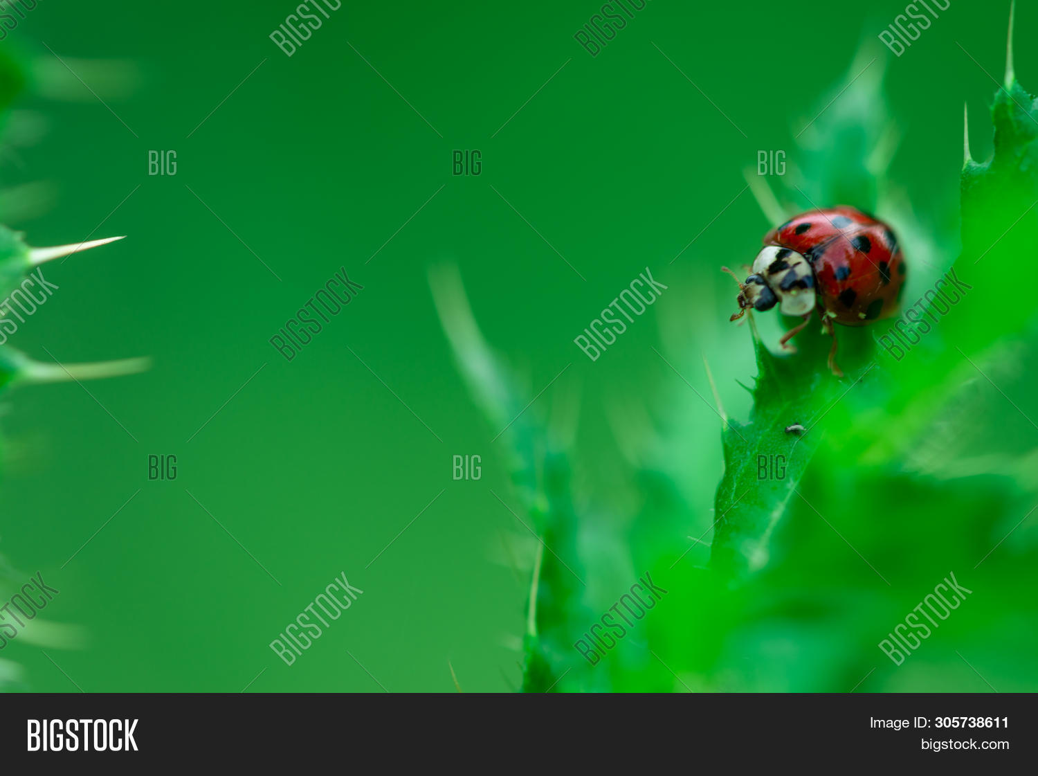 Ladybugs Eating On Image & Photo (Free Trial) | Bigstock