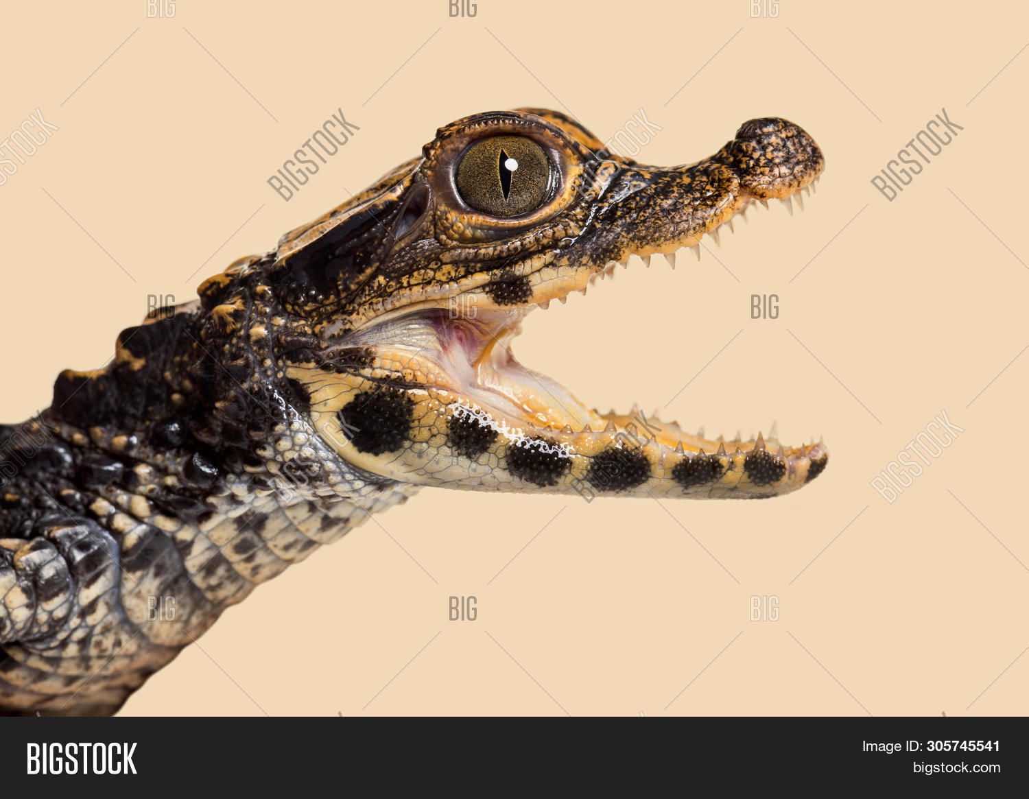 Dwarf Crocodile, Image & Photo (Free Trial) | Bigstock