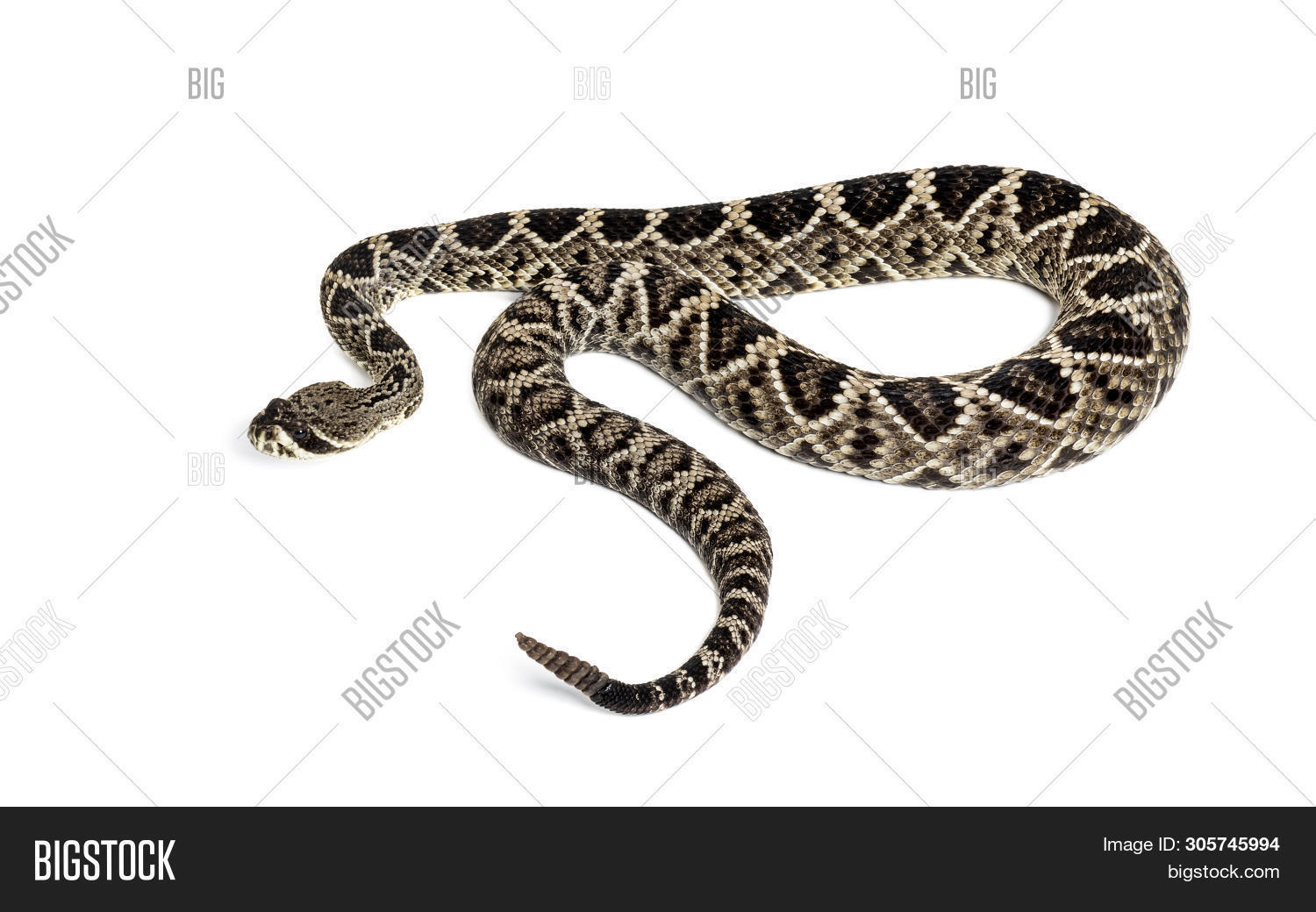 Crotalus Atrox, Image & Photo (Free Trial) | Bigstock